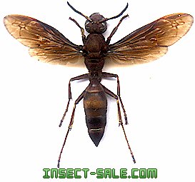 Insect-Sale.com - Polistes tenebricosus - Hymenoptera-sp12-Java.jpg ...