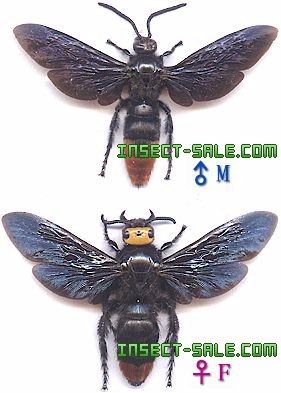 Insect-Sale.com - Megascolia azurea (A2) - Hymenoptera-sp3.jpg - insect ...