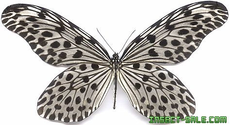 Insect-Sale.com - Idea iasonia logani - Idea-iasonia-logani.jpg ...