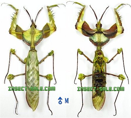 Insect-Sale.com 世界の昆虫販売ネット - Idolomantis diabolica (A2) - Idolomantis ...