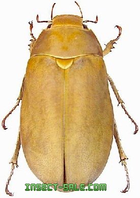 Insect-Sale.com - Lepidiota stigma - Lepidiota-sp4.jpg - insect ...