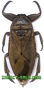 Insect-Sale.com - Lethocerus indicus - Lethocerus-insulanus.jpg ...