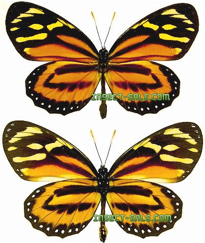 Insect-Sale.com - Lycorea ceres - Lycorea-ceres.jpg - insect, insects ...
