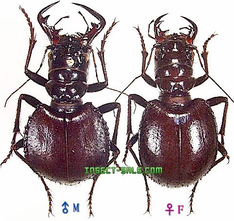 Insect-Sale.com - Manticora gruti - Manticora-gruti.jpg - insect ...