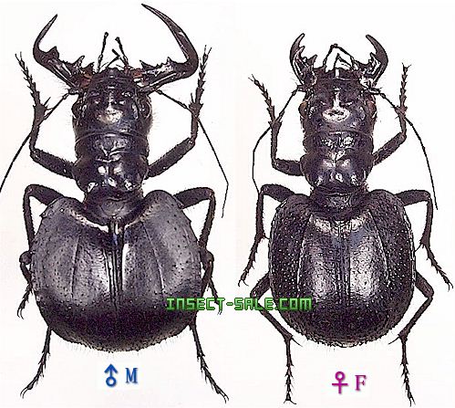 Insect-Sale.com - Manticora imperator - Manticora-latipennis-SSP ...