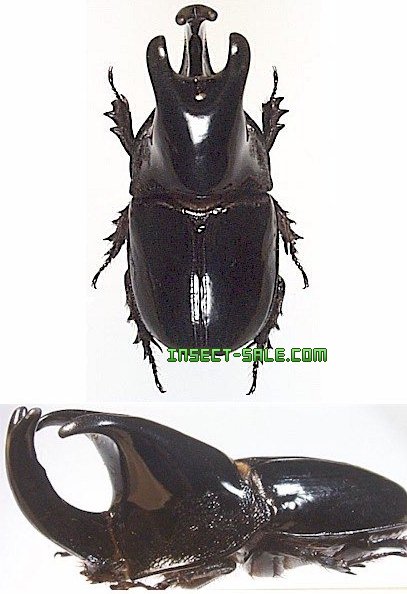 Insect-Sale.com - Megaceras jason - Megaceras-jason.jpg - insect ...