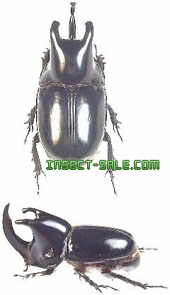 Insect-Sale.com - Megaceras morpheus - Megaceras-morpheus.jpg - insect ...