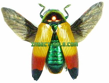 Insect-Sale.com 世界の昆虫販売ネット - Metaxymorpha apicalis (Spread) アピカリスハデムカシ ...