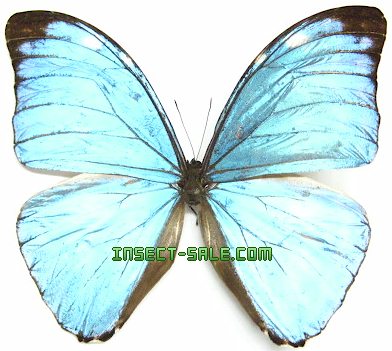 Insect-Sale.com - Morpho uraneis eugenia - Morpho-eugenia.jpg - insect, insects, butterfly ...