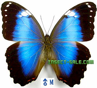Insect-Sale.com - Morpho helenor violaceus - Morpho-helenor-violaceus-M ...