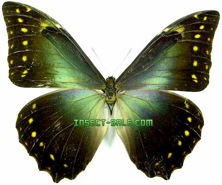 Insect-Sale.com - Morpho hercules diadema - Morpho-hercules-diadema.jpg ...