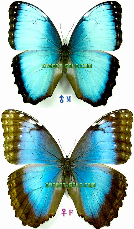 Insect-Sale.com - Morpho helenor marinita - Morpho-peleides-marinita-M.jpg - insect, insects ...