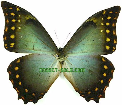 Insect-Sale.com - Morpho theseus amphitrion - Morpho-theseus-amphitrion ...