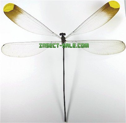 Insect-Sale.com - Microstigma rotundatum - Odonates-sp14-Peru.jpg ...