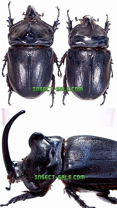 Insect-Sale.com - Oryctes gigas insulicola - Oryctes-gigas.jpg - insect ...