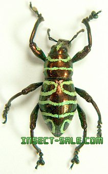 Insect-Sale.com - Pachyrrhynchus absurdus - Pachyrrhynchus-absurdus.jpg ...