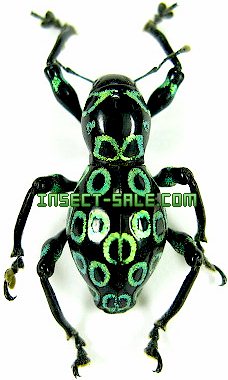 Insect-Sale.com - Pachyrrhynchus congestus ocellatus - Pachyrrhynchus ...