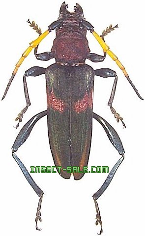 Insect-Sale.com - Pachyteria sp1 - Pachyteria-sp5.jpg - insect, insects ...