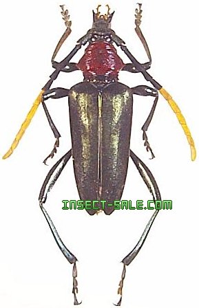 Insect-Sale.com - Pachyteria virescens - Pachyteria-virescens.jpg ...
