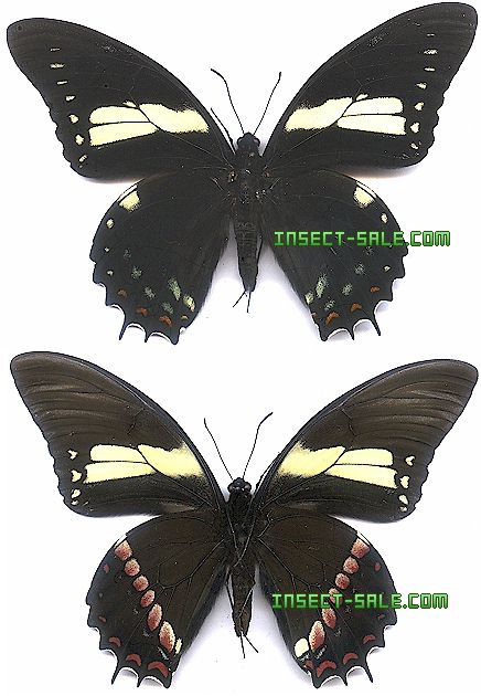 Insect-Sale.com - Papilio aristeus bitias - Papilio-aristeus-bitias.jpg ...