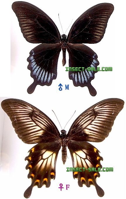 Insect-Sale.com - Papilio ascalaphus ascalaphus - Papilio-ascalaphus ...