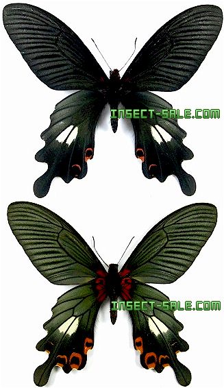Insect-Sale.com - Papilio bootes nigricans (White Spots) - Papilio ...