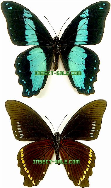 Insect-Sale.com 世界の昆虫販売ネット - Papilio bromius bromius ブロミウスアオオビアゲハ ...