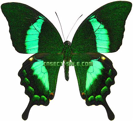 Insect-Sale.com - Papilio palinurus angustatus - Papilio-daedalus ...