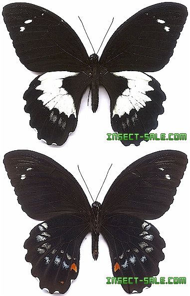 Insect-Sale.com - Papilio gambrisius colossus - Papilio-gambrisius ...
