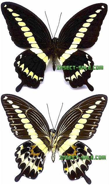 Insect-Sale.com - Papilio gigon gigon - Papilio-gigon-gigon.jpg ...