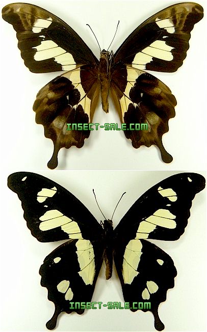 Insect-Sale.com - Papilio hesperus (A2) - Papilio-hesperus.jpg ...
