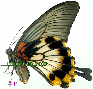 Insect-Sale.com 世界の昆虫販売ネット - Papilio lowi zephyria パラワンアゲハ - Papilio ...