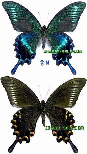 Insect-Sale.com 世界の昆虫販売ネット - Papilio maackii maackii (Summer) ミヤマカラスアゲハ ...