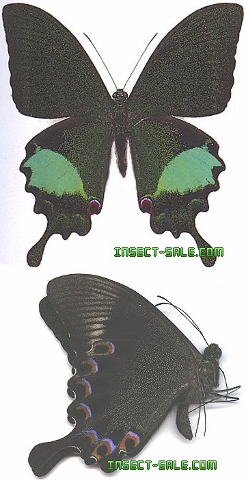 Insect-Sale.com - Papilio paris gedeensis (A2) - Papilio-paris ...