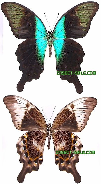 Insect-Sale.com - Papilio peranthus adamantius - Papilio-peranthus ...