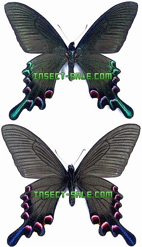 Insect-Sale.com - Papilio syfanius ssp - Papilio-syfanius-ssp-Tibet.jpg ...