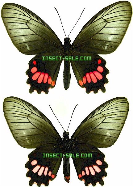 Insect-Sale.com - Parides panthonus - Parides-panthonus.jpg - insect ...