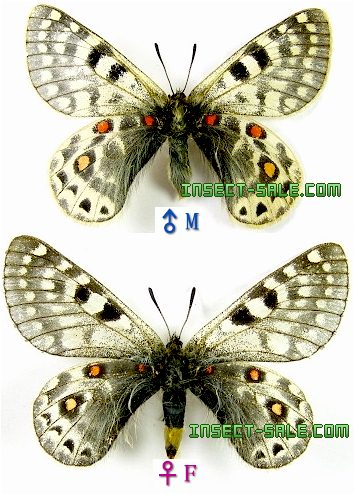 Insect-Sale.com 世界の昆虫販売ネット - Parnassius acco mirabilis アッコウスバシロチョウ ...