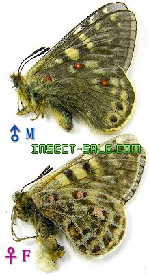 Insect-Sale.com 世界の昆虫販売ネット - Parnassius acco mirabilis アッコウスバシロチョウ ...