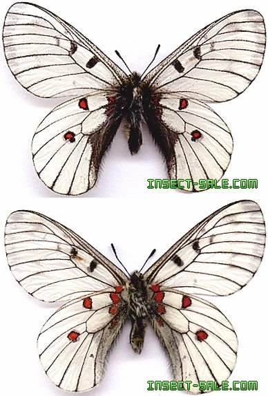 Insect-Sale.com - Parnassius bremeri bremeri - Parnassius-bremeri.jpg ...