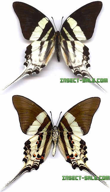 Insect-Sale.com - Graphium dorcus dorcus (A-) - Pathysa-dorcus.jpg ...