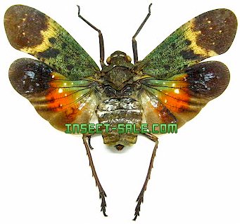 Insect-Sale.com - Penthicodes farinosa aeruginea - Penthicodes-farinosa ...