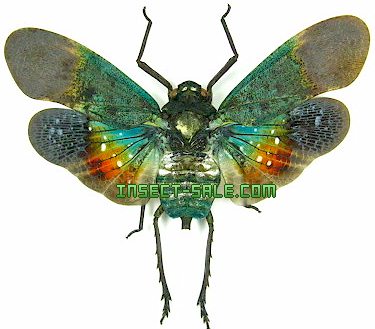 Insect-Sale.com 世界昆虫标本销售网 - Penthicodes farinosa peleng - Penthicodes ...