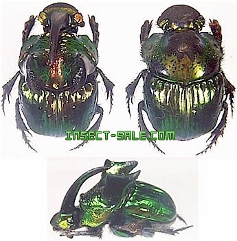 Insect-Sale.com - Phanaeus demon - Phanaeus-demon.jpg - insect, insects ...