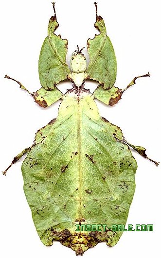 Insect-Sale.com - Phyllium giganteum - Phyllium-giganteus.jpg - insect ...