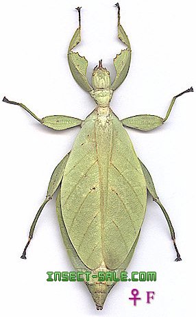 Insect-Sale.com - Phyllium siccifolium - Phyllium-siccifolium.jpg ...