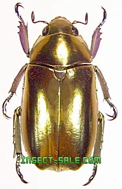 Insect-Sale.com 世界の昆虫販売ネット - Chrysina argenteola アルゲンテオラキンイロコガネ ...