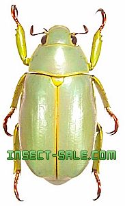 Insect-Sale.com - Chrysina aurora turquoise - Plusiotis-aurora ...