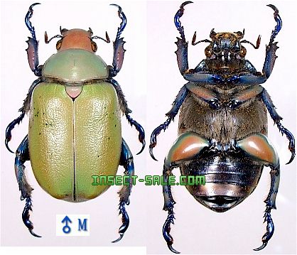 Insect-Sale.com - Chrysina erubescens - Plusiotis-erubescens.jpg ...