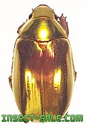 Insect-Sale.com 世界の昆虫販売ネット - Chrysina optima (Golden-Reddish) オプティマプラチナ ...